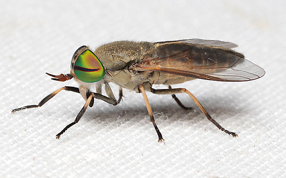 Tabanidae Fly