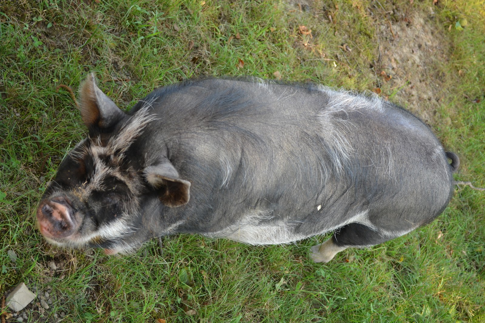 Pig Patterned Baldness