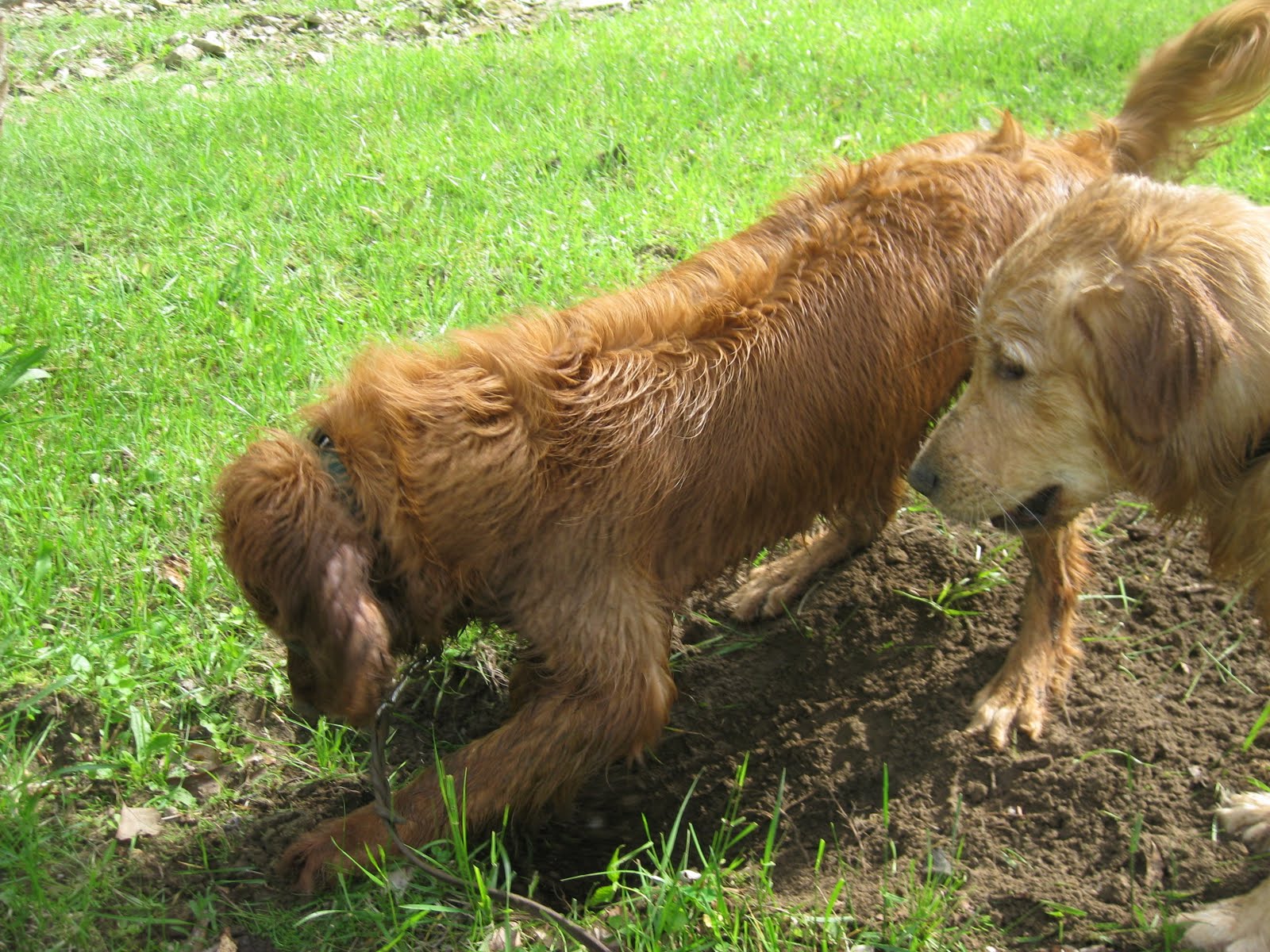 Ten Years of Living with an Abnormal Dog - A Frame of Mind Animal Training
