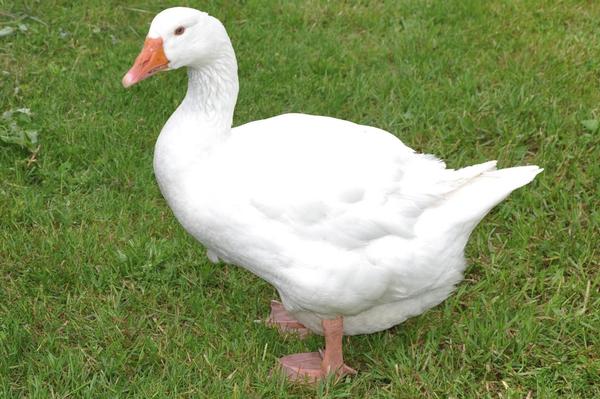 Aesops awesome fables! ;): The goose