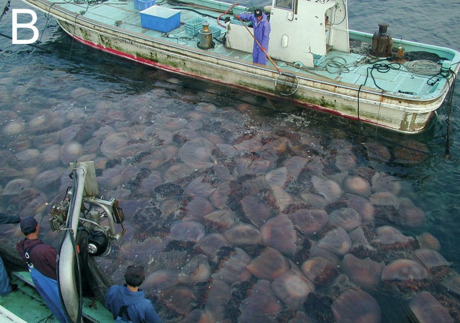 Le Blog de M.Colin: Pullulation de méduses, l'exemple de la méduse d ...