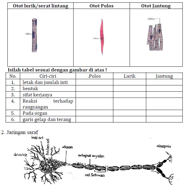Materi Jaringan Otot dan Saraf Hewan Mapel Biologi kelas 11 SMA/MA ...