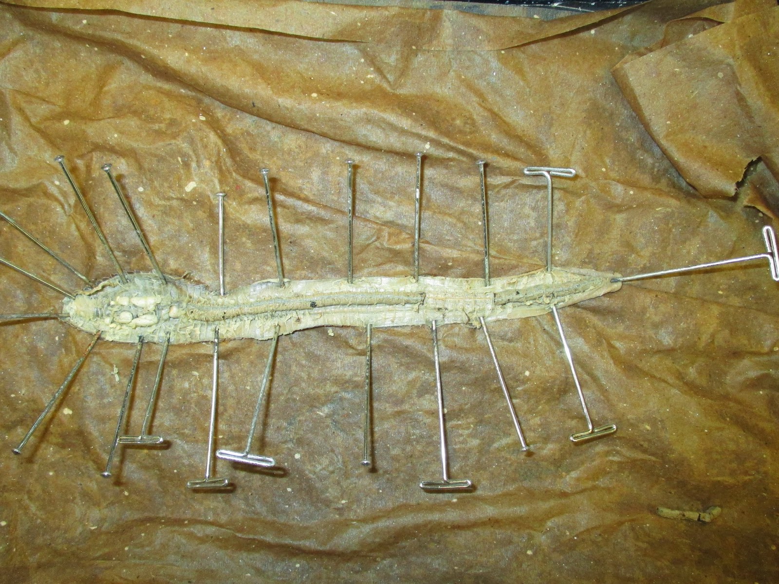 Ms Roach's Science Classes: First Dissection....DONE!!!