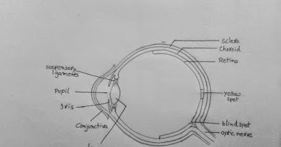 Simple eye diagrams | Easy eye diagram | Labeled eye diagram - Pharmacy ...