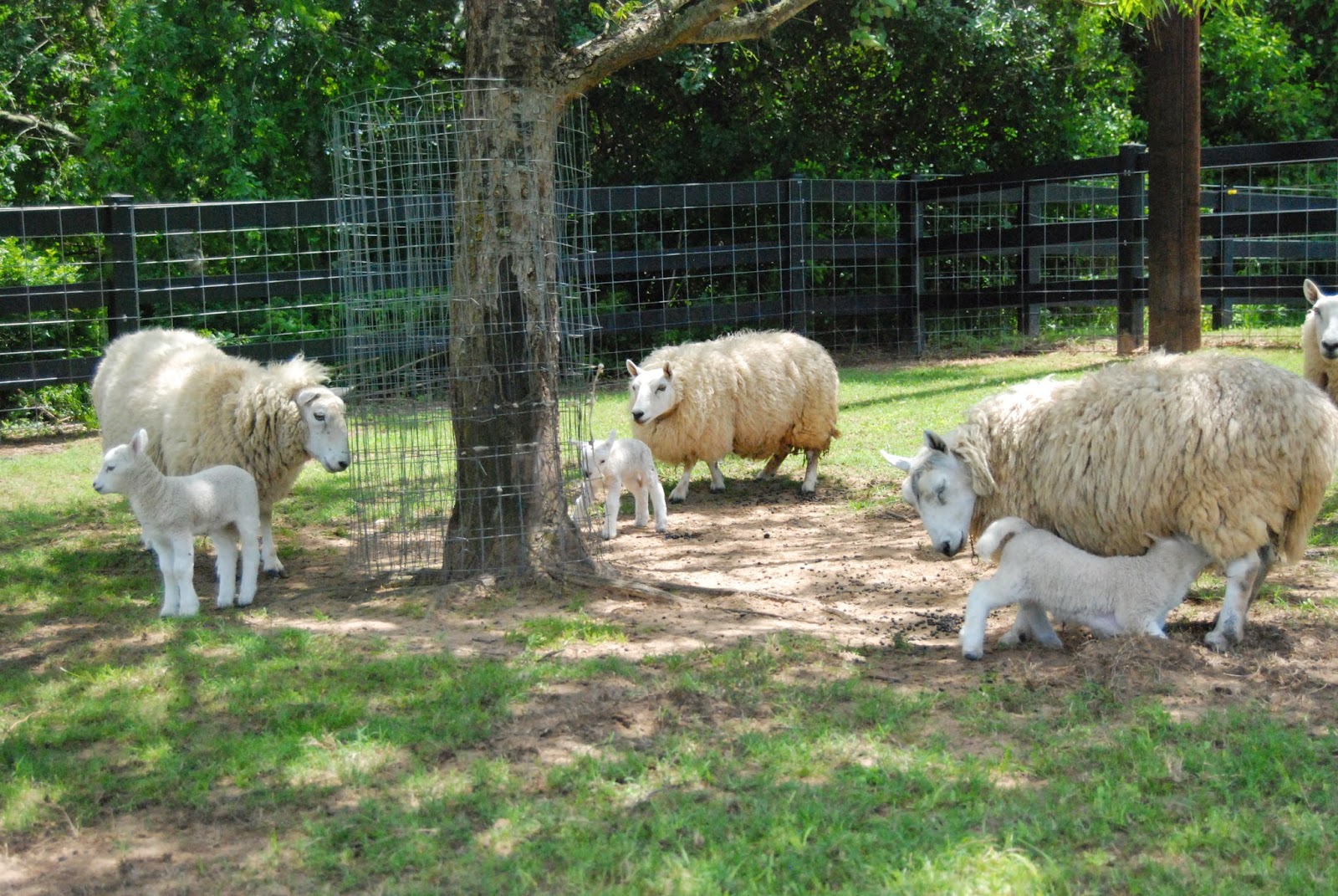 Miniature Cheviot Sheep