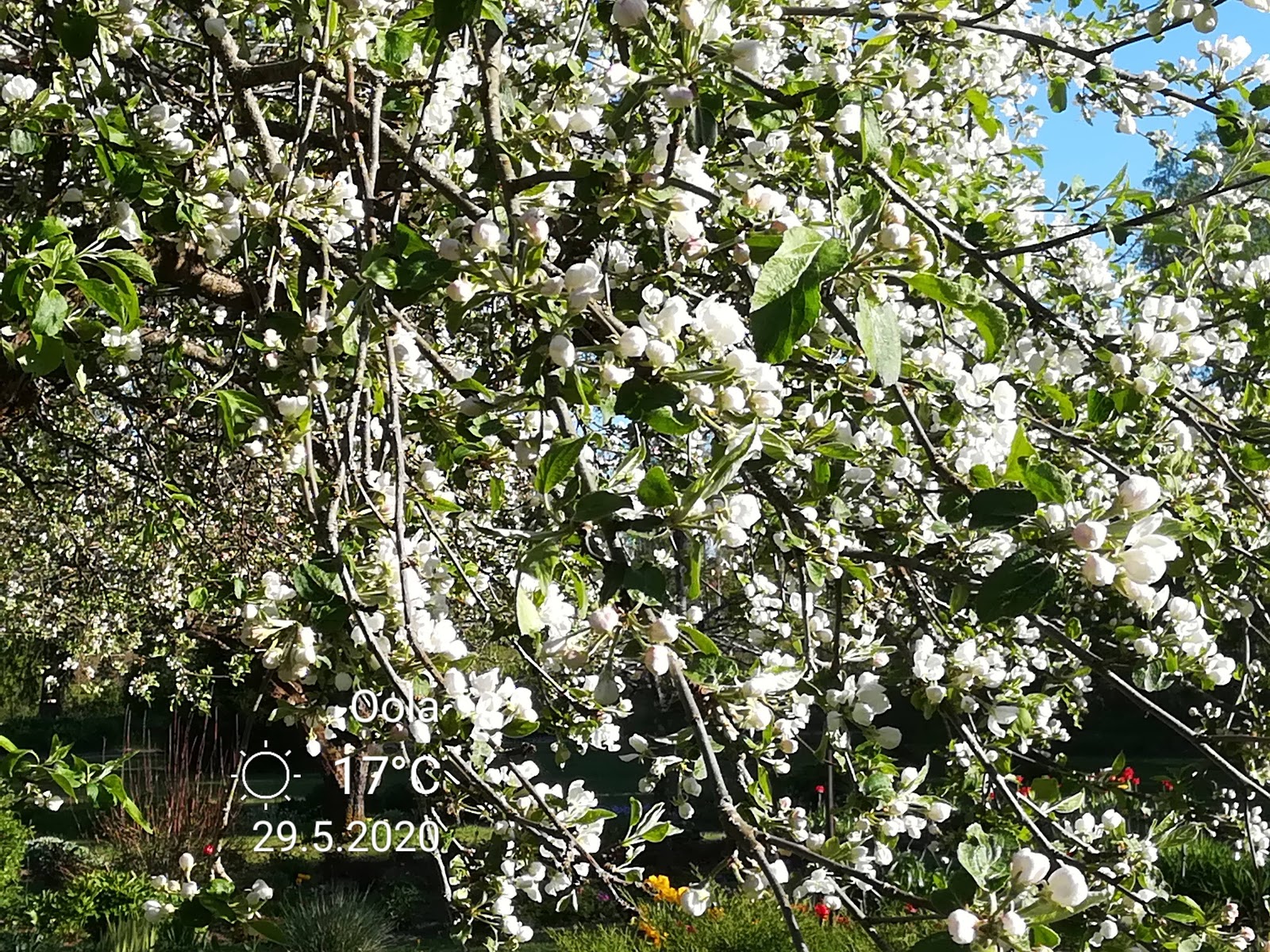 Rohtaias.: Õunapuud aias