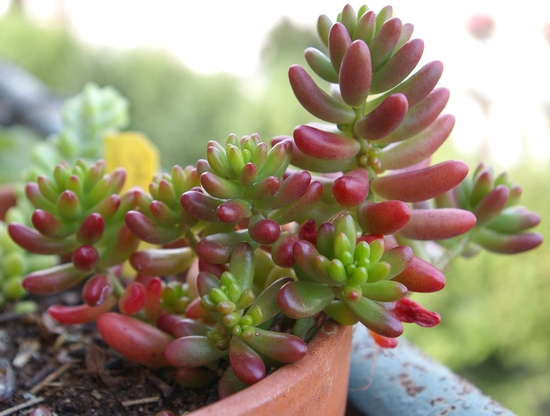 Sedum rubrotinctum - Jelly bean plant - Pork and beans care and culture ...