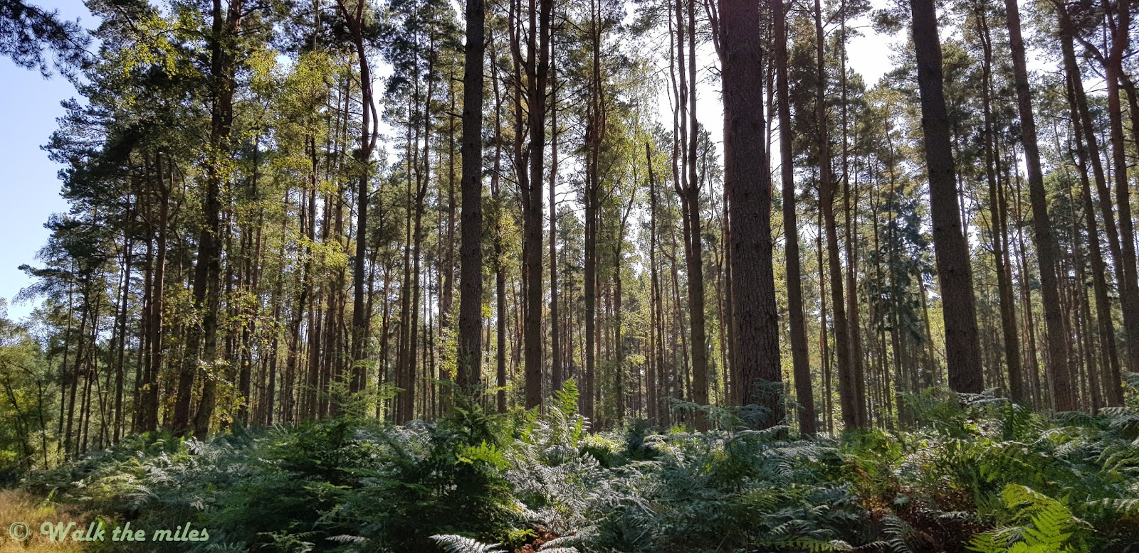 Walk the miles: Winterfold Forest