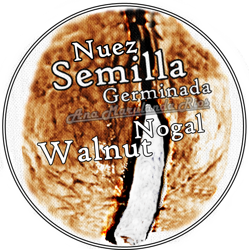 Cómo Germinar una Semilla de Walnut