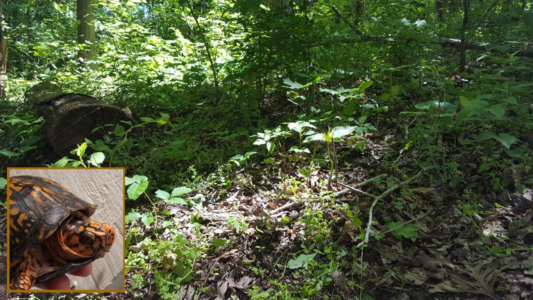 Ijams Journal: Dented box turtle was well on the way to healing himself