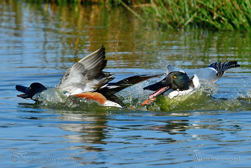 WILDLIFE GATEWAY: Prise de becs chez les Canards souchet et accouplement
