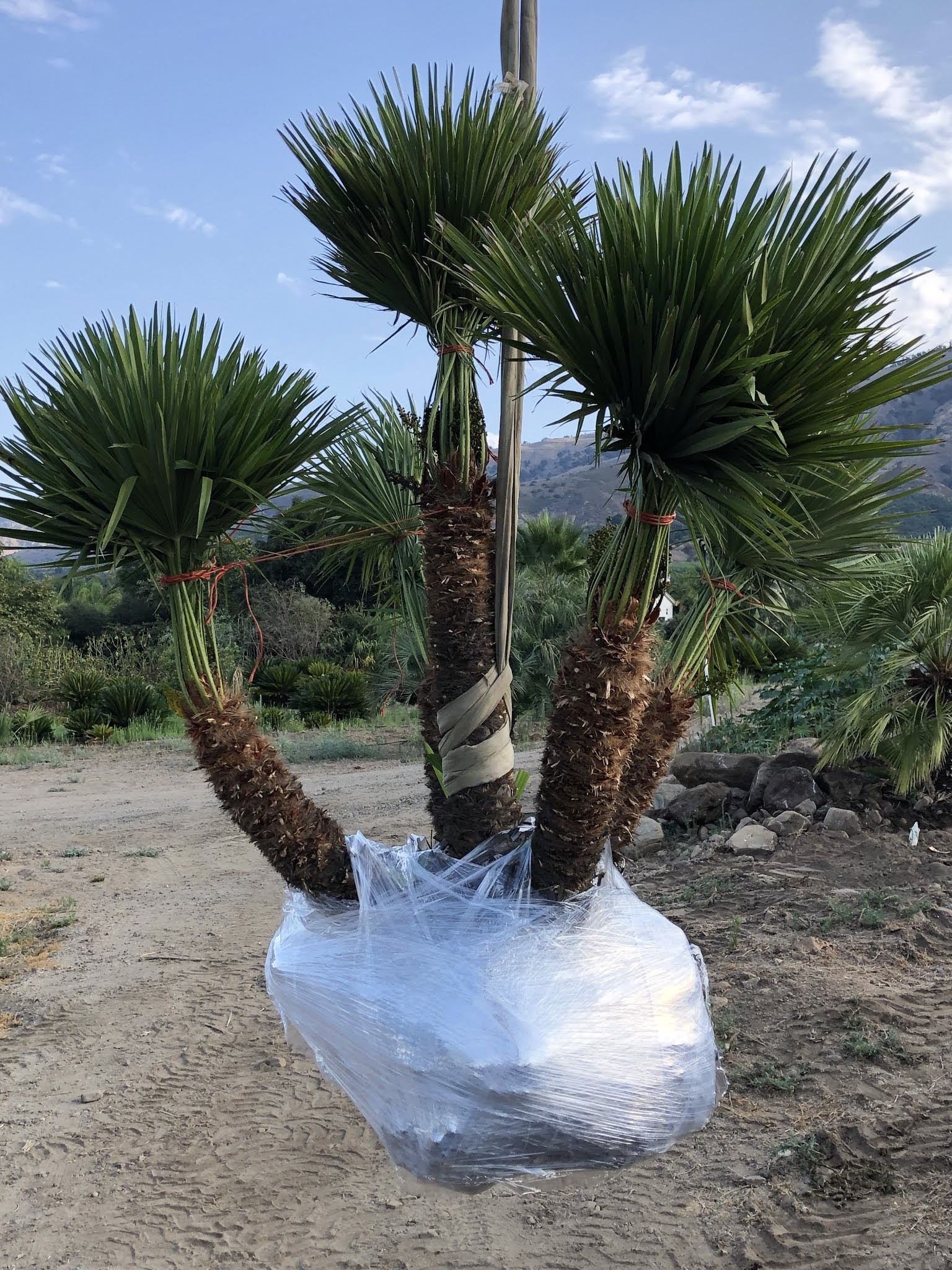 Gregory Palm Farms : GREGORY PALM FARMS HAS MEDITERRANEAN FAN PALMS ...