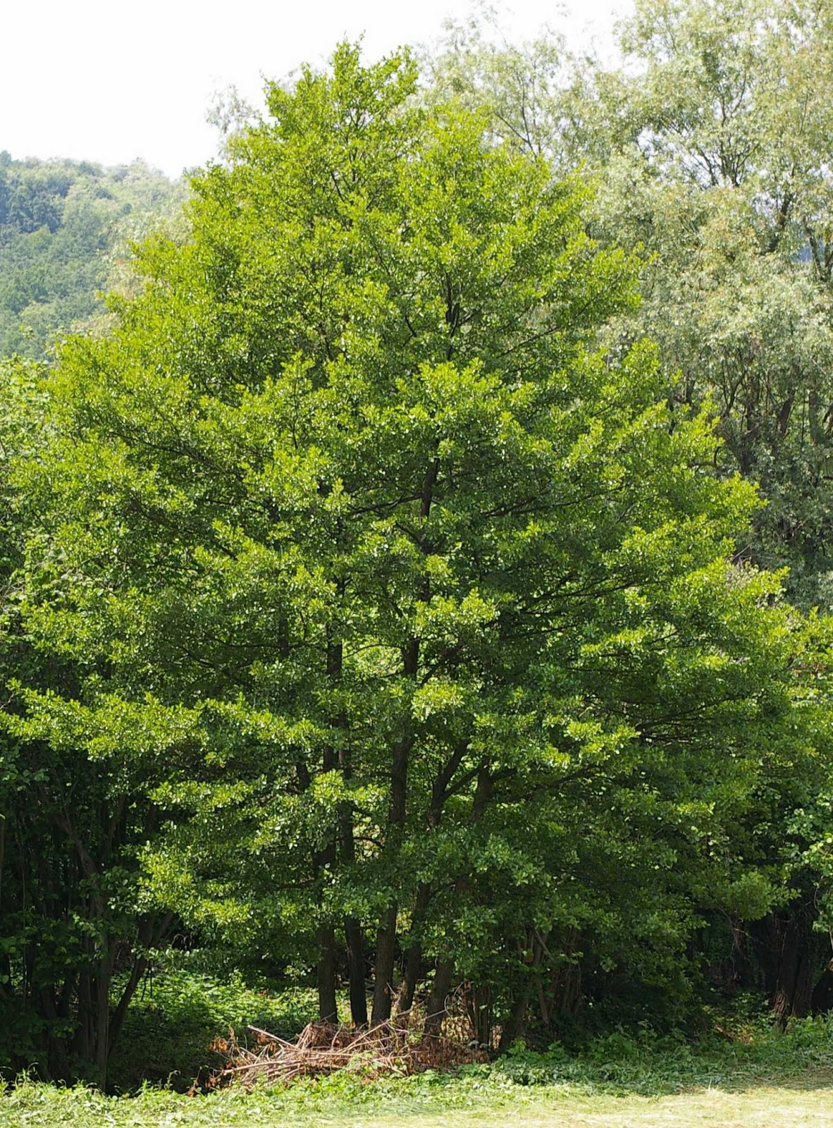 I colori del vento: L'ontano tra miti e credenze