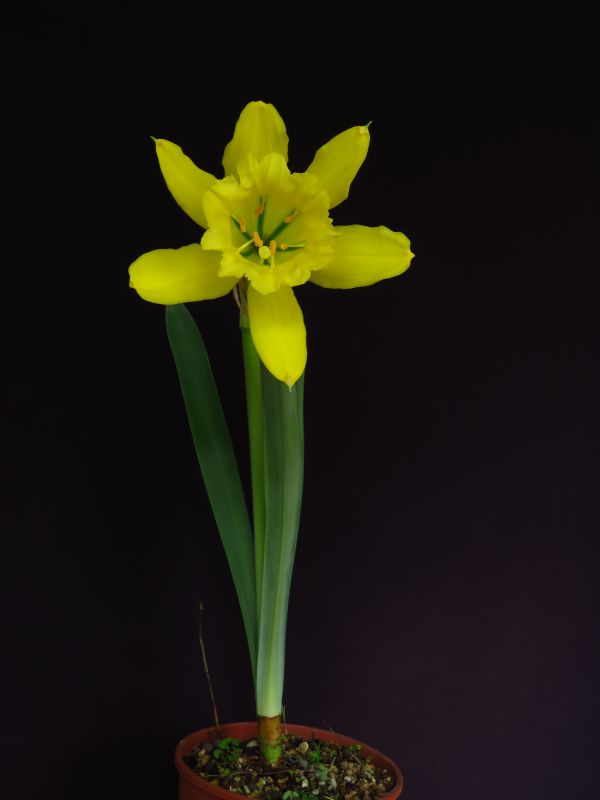 Exotica Plants: Paramongaia weberbaueri from Peru