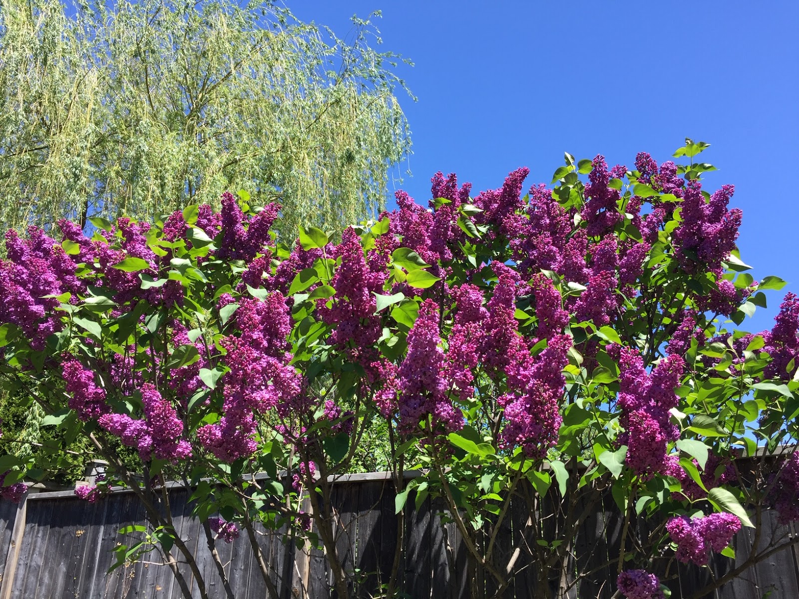 style to move blog: Lilacs & Privacy Fence