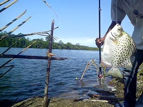 WARTA PANCING: Sensasi Memancing Ikan Kiper