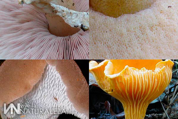 Medicina y Melodía: Tiempo de setas