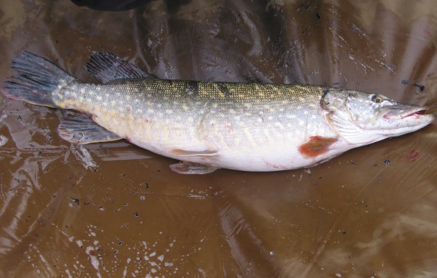 Predatorfishing my way by Luis Rasmussen. Sveriges ledande och ...