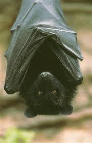 Facts about the fruit bat | Facts About All