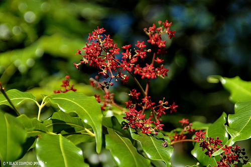 Maple silkwood - Flindersia pimenteliana F.Muell.