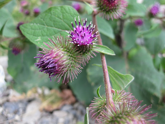AgroBonômica: junho 2013