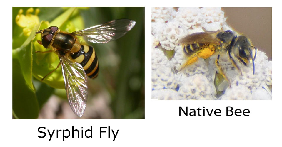 Mother Nature's Montrose Garden: August 2020