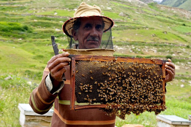 Flowers & Fruits! : Beekeeping in Himachal Pradesh