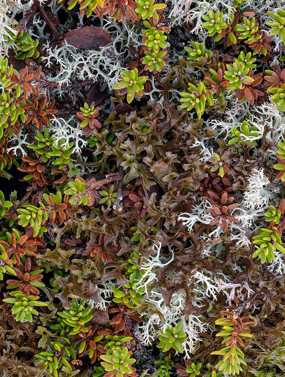 About Health: Iceland Moss