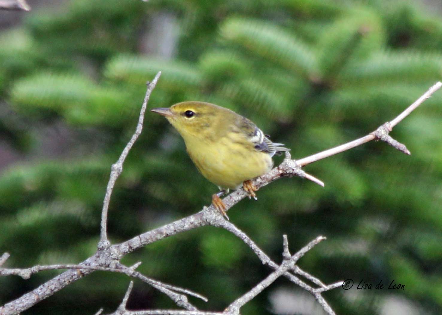 Birding with Lisa de Leon: Fall Blackpoll Warbler