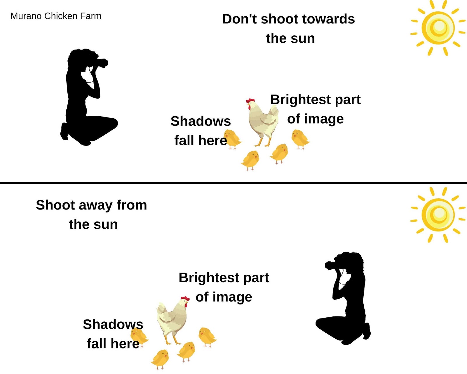 How to take better pictures of your chickens - Murano Chicken Farm