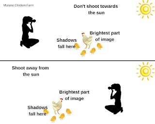 How to take better pictures of your chickens - Murano Chicken Farm