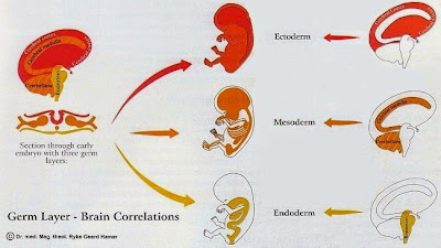 Embriologia.: CAPITULO 5: Tercera Semana del Desarrollo: el Disco ...