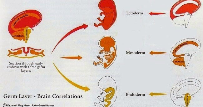 Bioneuroemoción Sevilla : Tipos de conflictos biológicos
