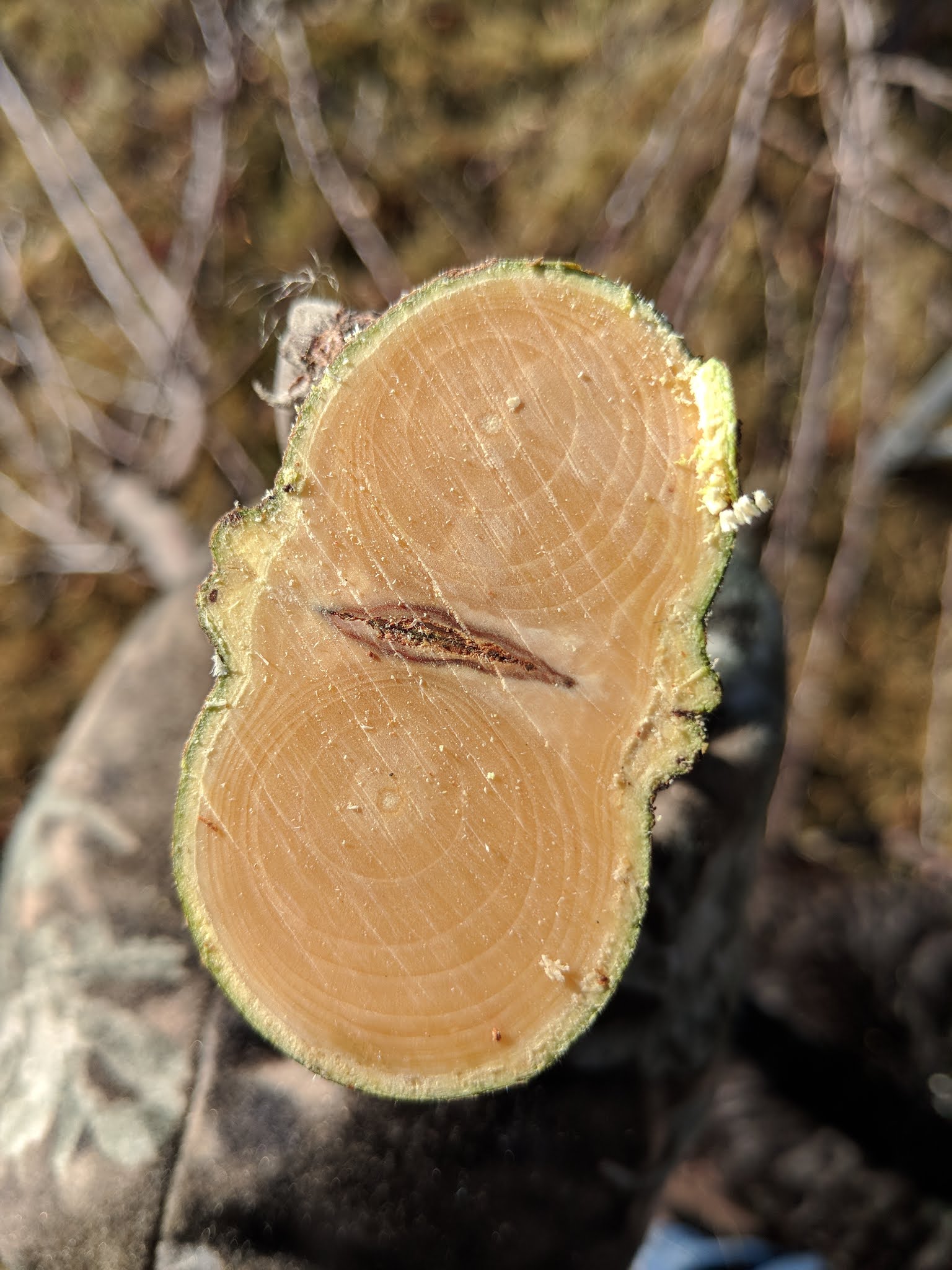 Fruit Tree Pruning at Its Best: Included Bark