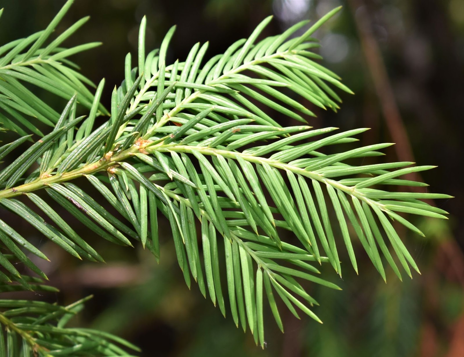 Plants & Environment: WESTERN HIMALAYAN YEW