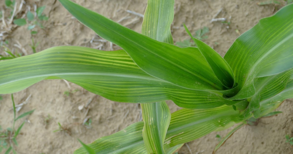 Scouting for nutrient deficiencies in corn and soybean (with photos)