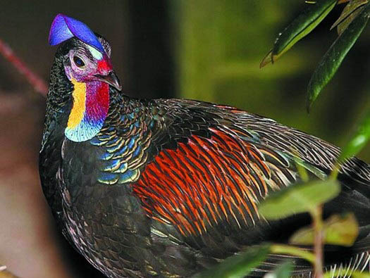 MENGENAL AYAM HUTAN HIJAU AYAM ALAS (GALLUS VARIUS) - Bursa Ayam Hias