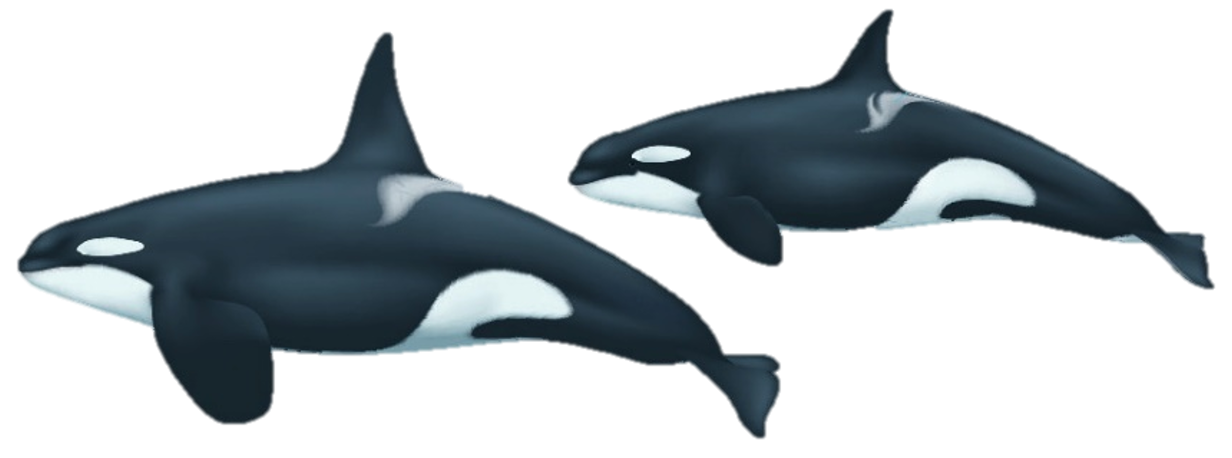 El alucinante mundo marino: Orca (Orcinus orca) | “Killer whale”