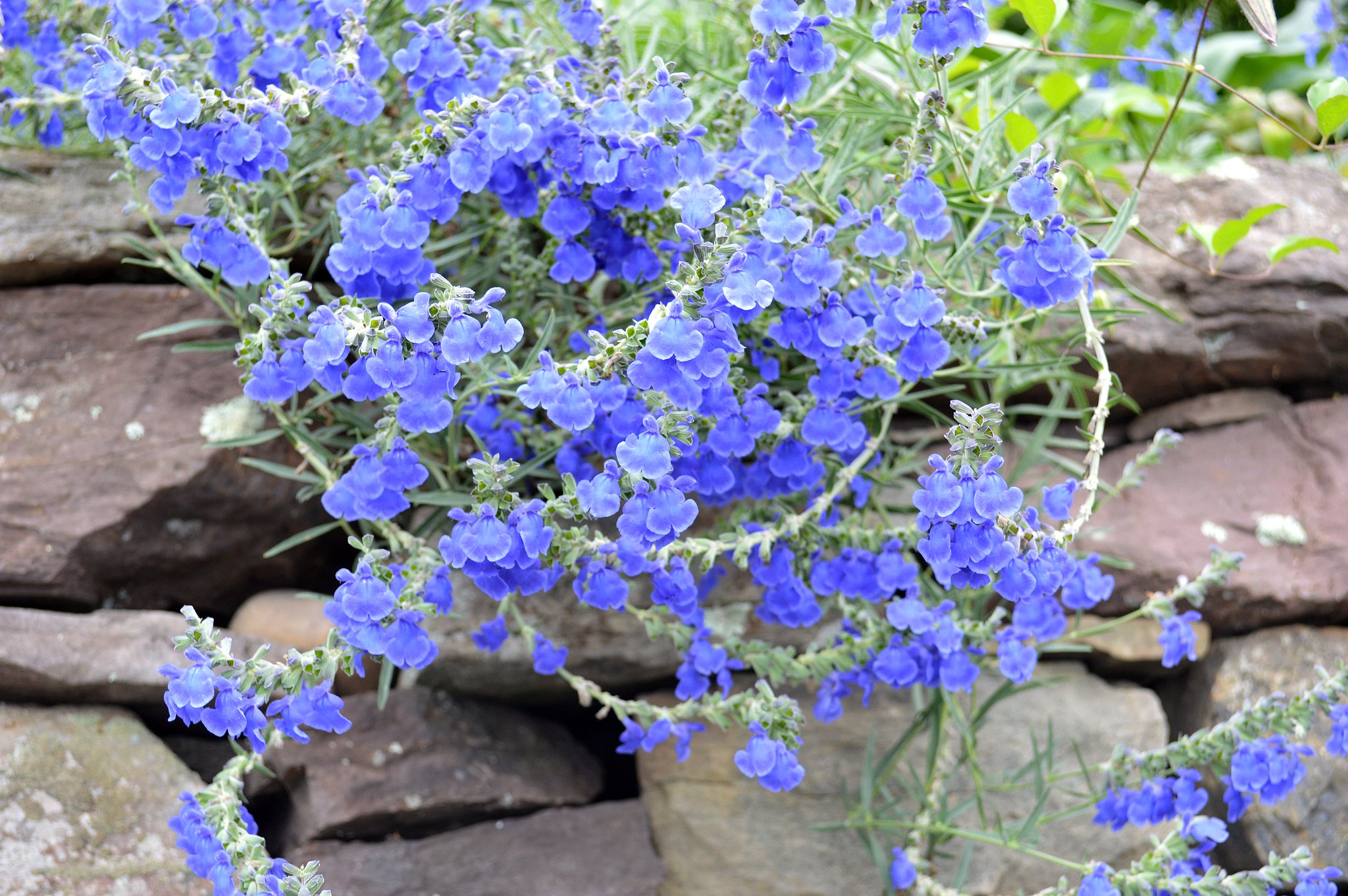Salvia azurea var. grandiflora - Pitcher sage care and culture ...