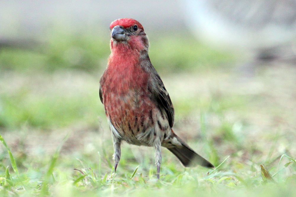 Urban Birds of Maui ~ Species of Birds