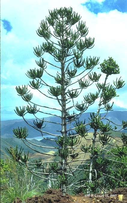 Laberinto en extinción: Araucaria gobernadora (Araucaria rulei)