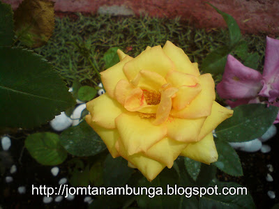 Jom Tanam Bunga: Bunga Ros Si Bunga Popular