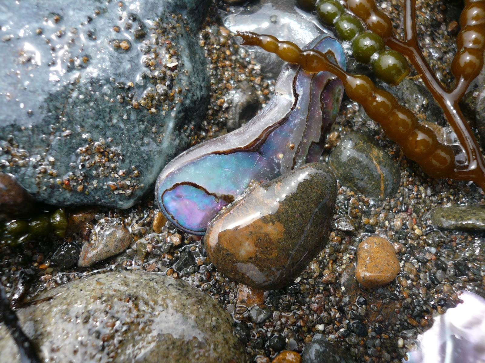 Countryman: Foraging California's Wild Side: Freediving for Abalone ...