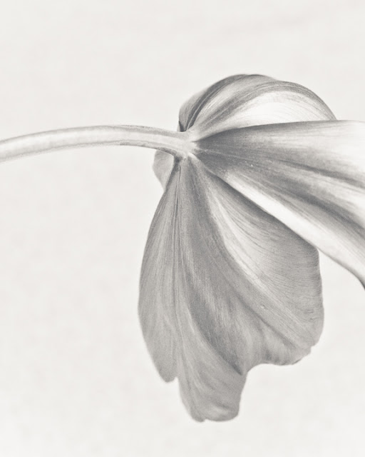 Carla Dyck Photography: A Call to Simplicity