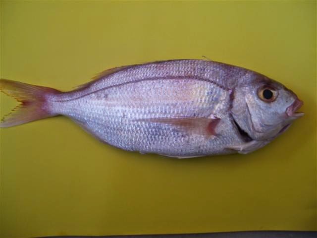 Artes de Pesca: LOS SPARIDAE