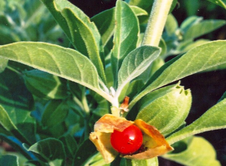 Ashwagandha (Withania somnifera): The Health Booster! |The Healing ...