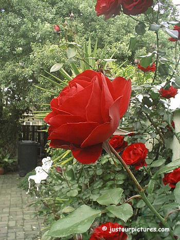 National flower of USA | Rose the official and floral emblem of United ...