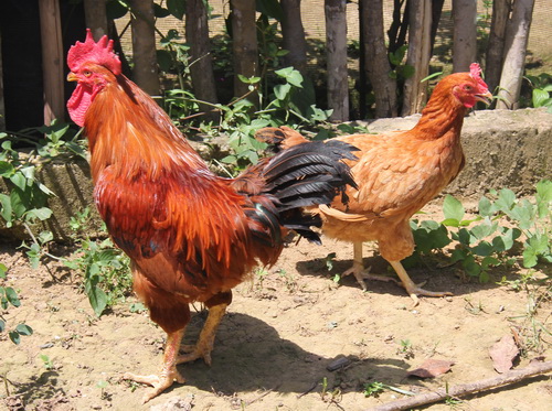 Ayam Ngampus: Ayam Merawang Imigran Yang Menetap di Bangka