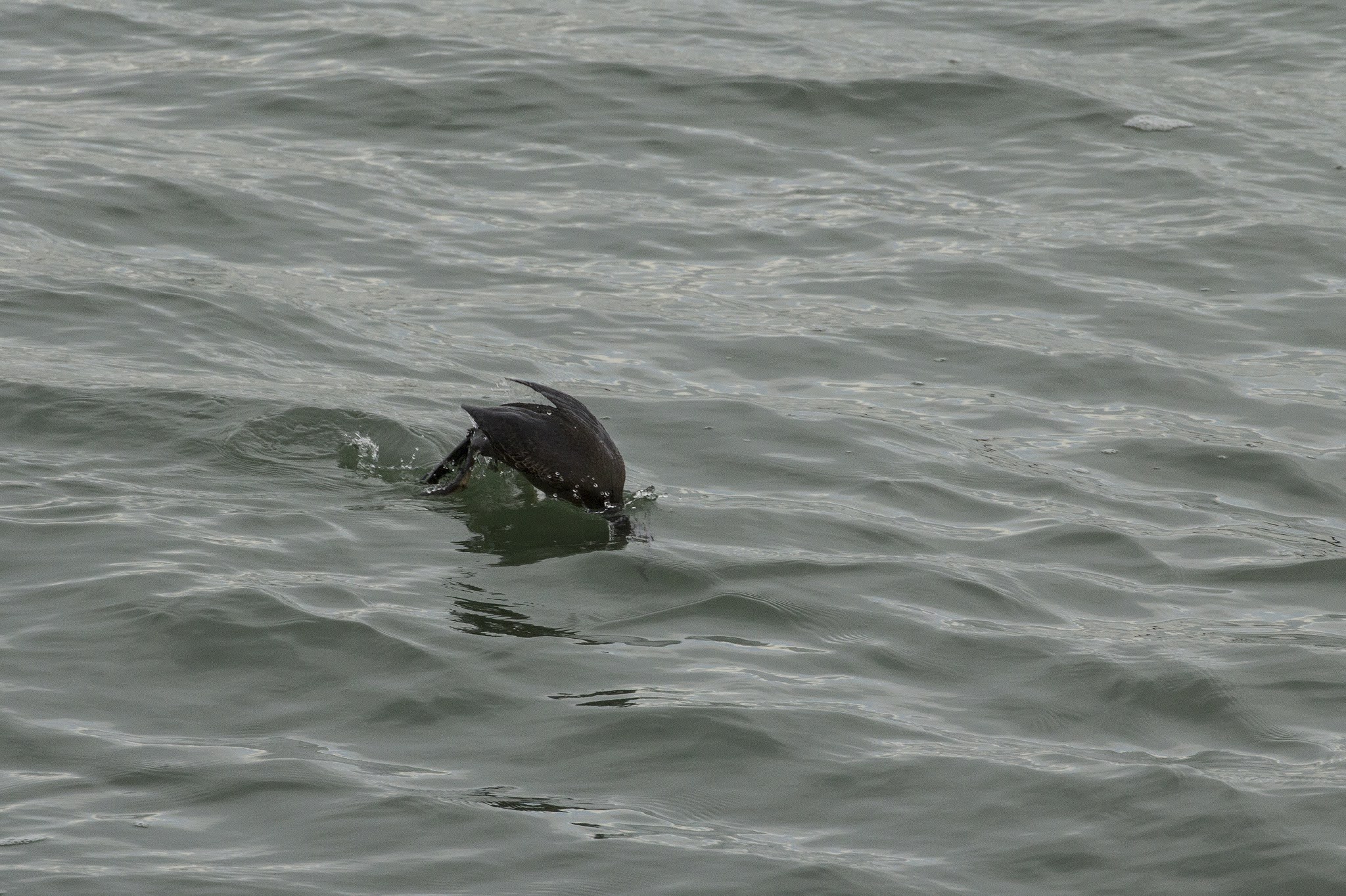 CDN NATUUR FOTOGRAFIE: VAN BRUINVIS NAAR VALE GIERZWALUW