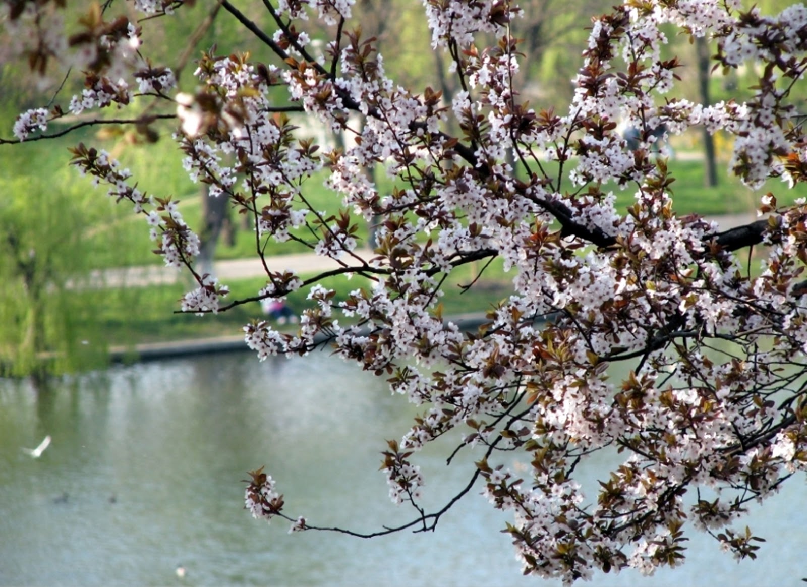 Info.Carlibaba.Bucovina.Online: Selectie cu imagini de primavara pe ...